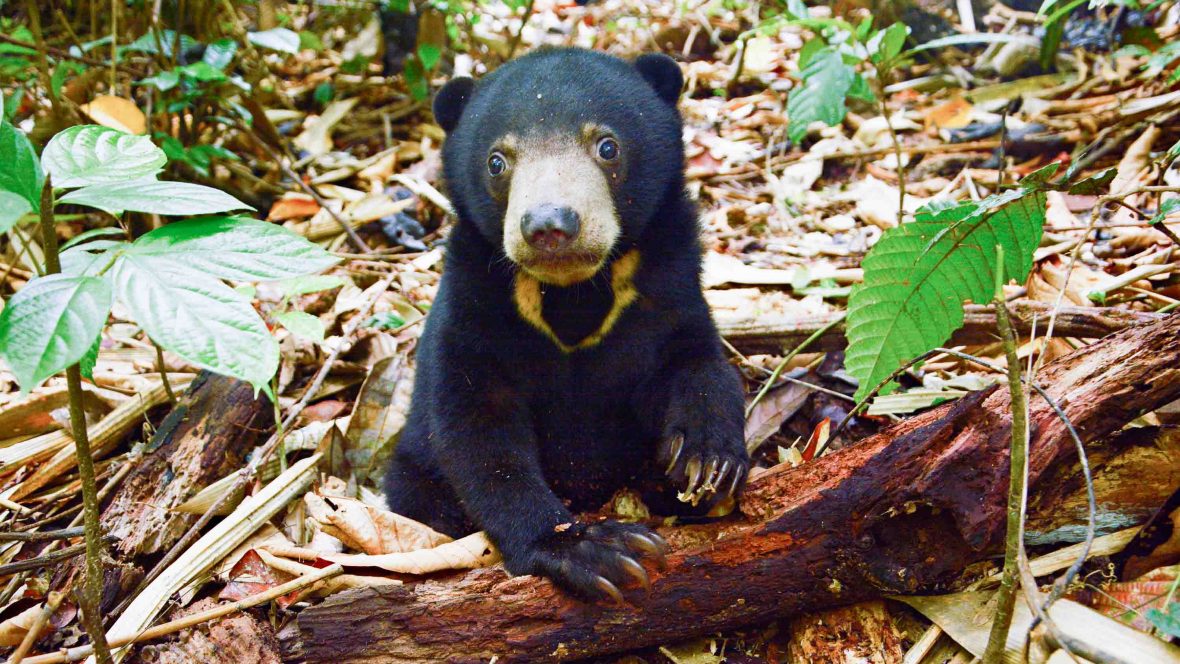 This conservationist wants to save the world’s tiniest bear | Adventure.com