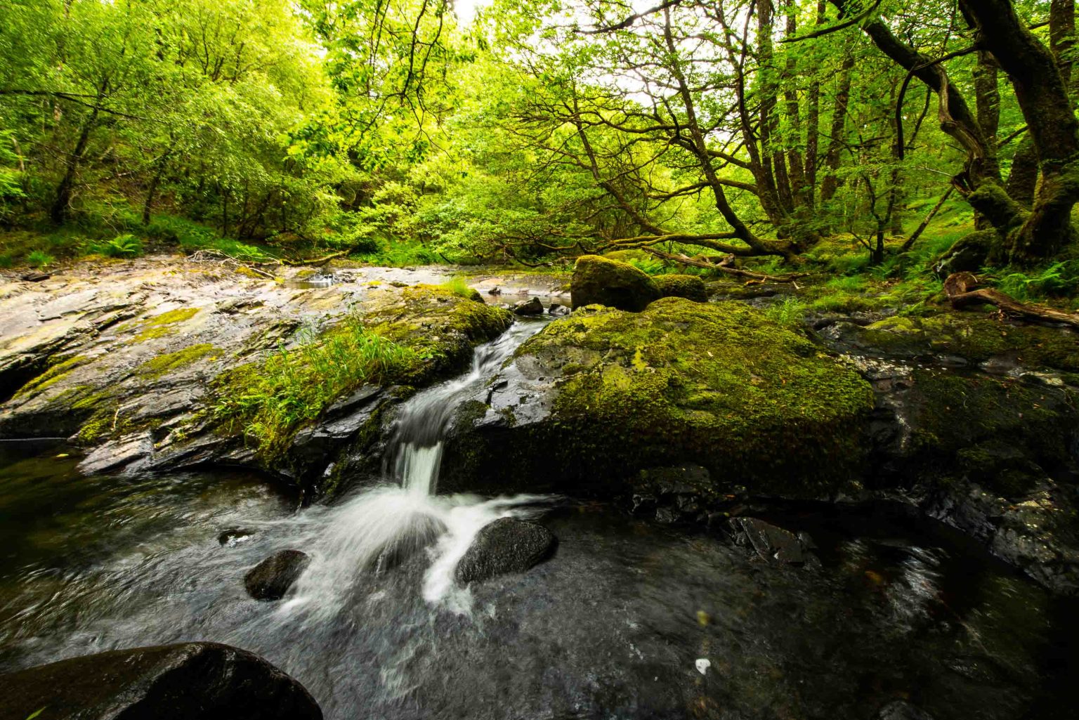 In search of Britain’s forgotten rainforests | Adventure.com