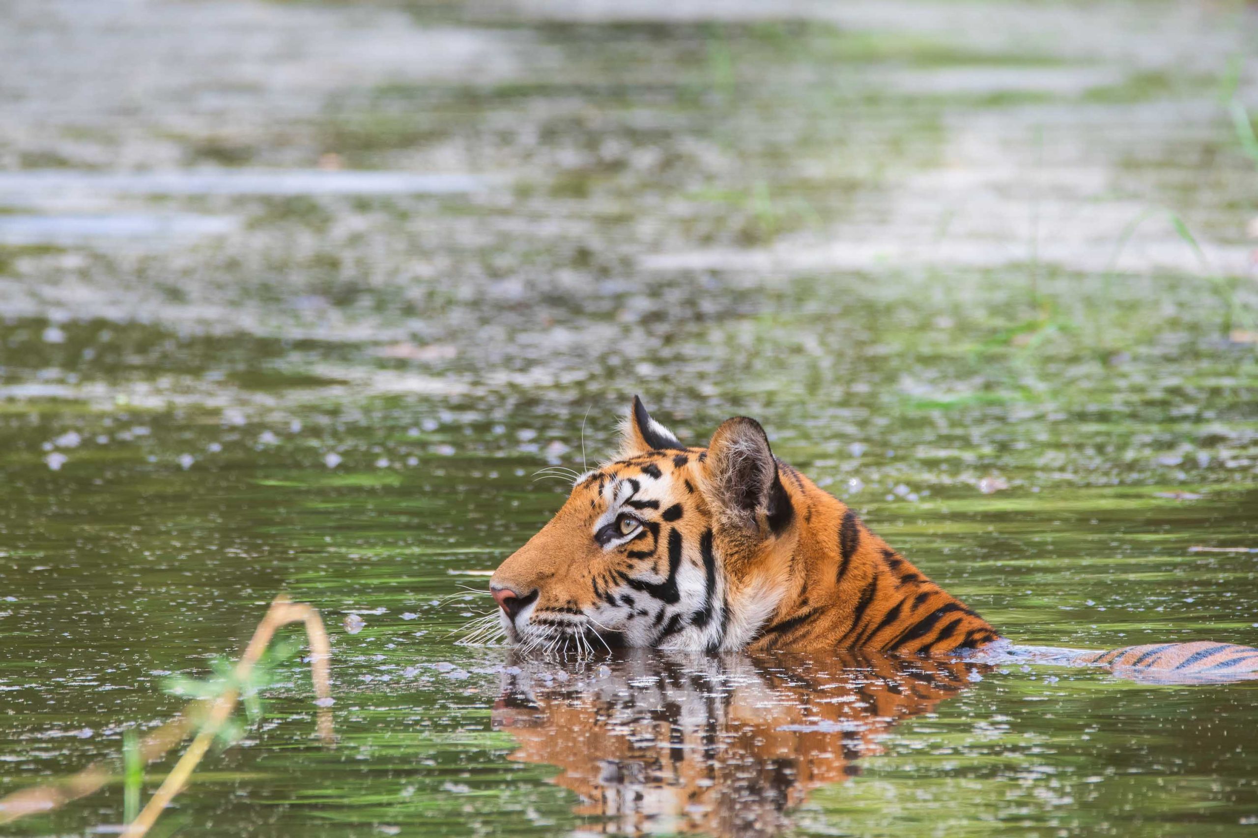 Nepal has doubled its tiger population—but at what price? | Adventure.com