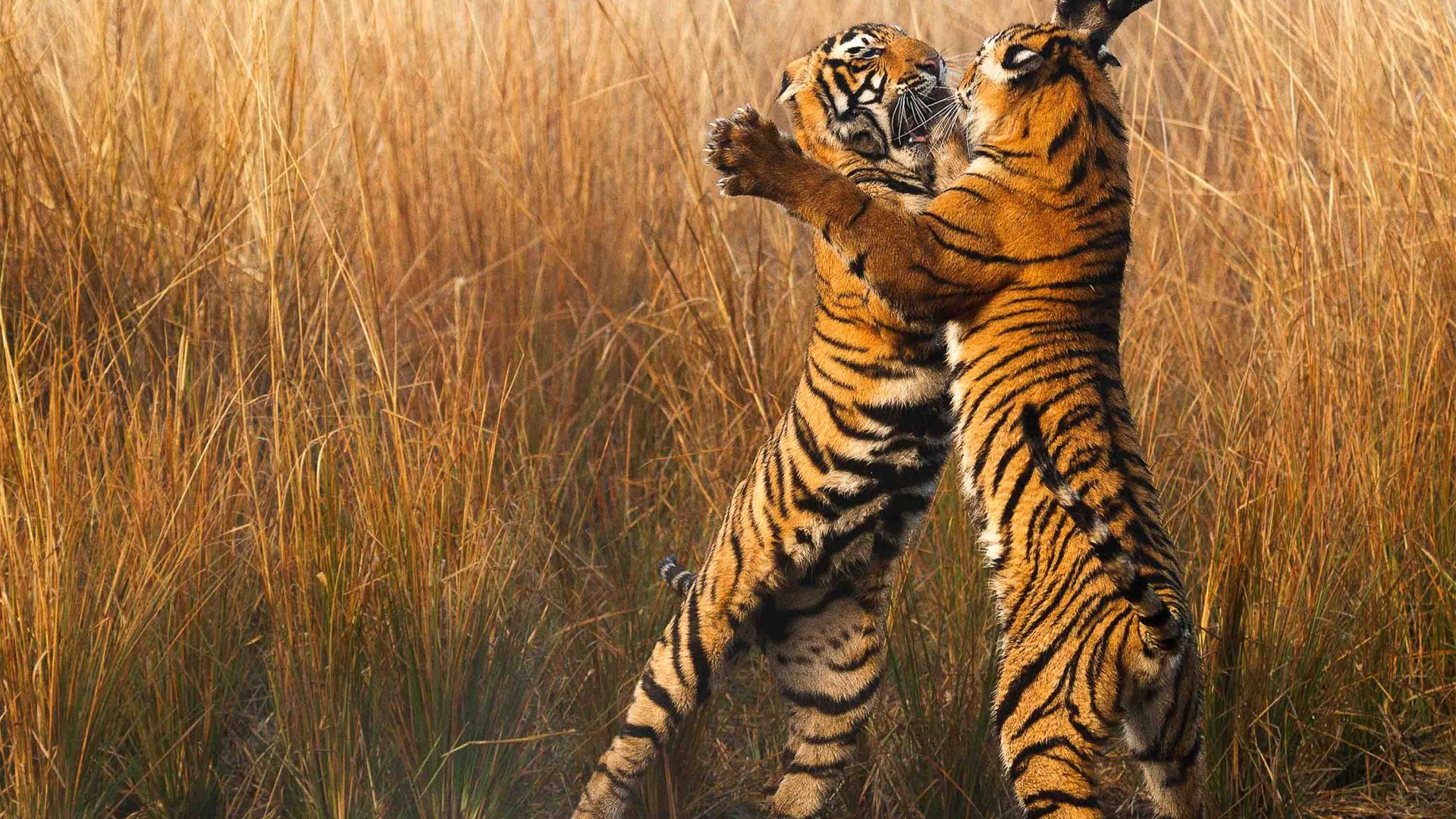 Nepal has doubled its tiger population—but at what price? | Adventure.com