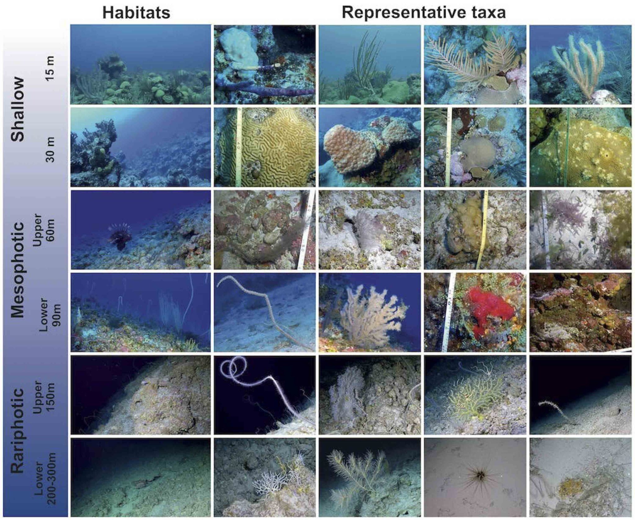 Why under-explored deep sea reefs must be conserved | Adventure.com