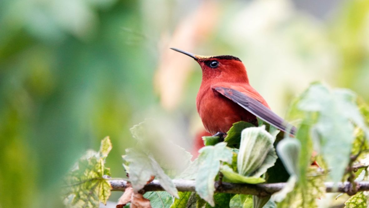 How a hummingbird encounter led me to climate action | Adventure.com