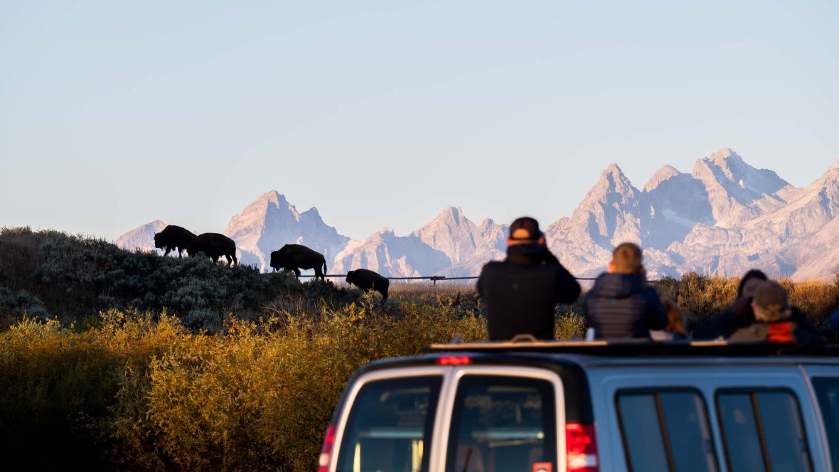 Wildlife Archives - Adventure.com