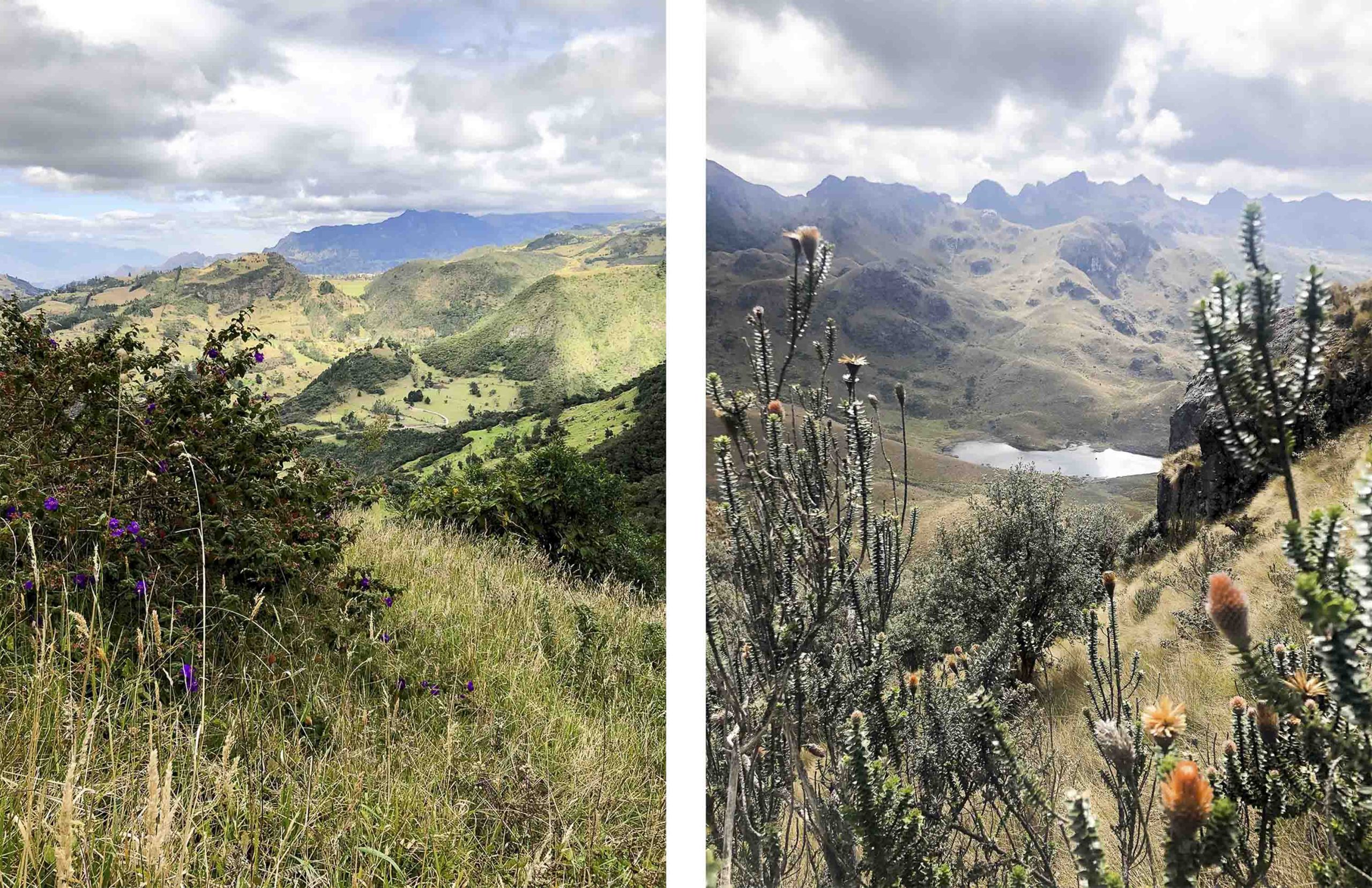 Lessons from Ecuador’s most resilient wildflower | Adventure.com