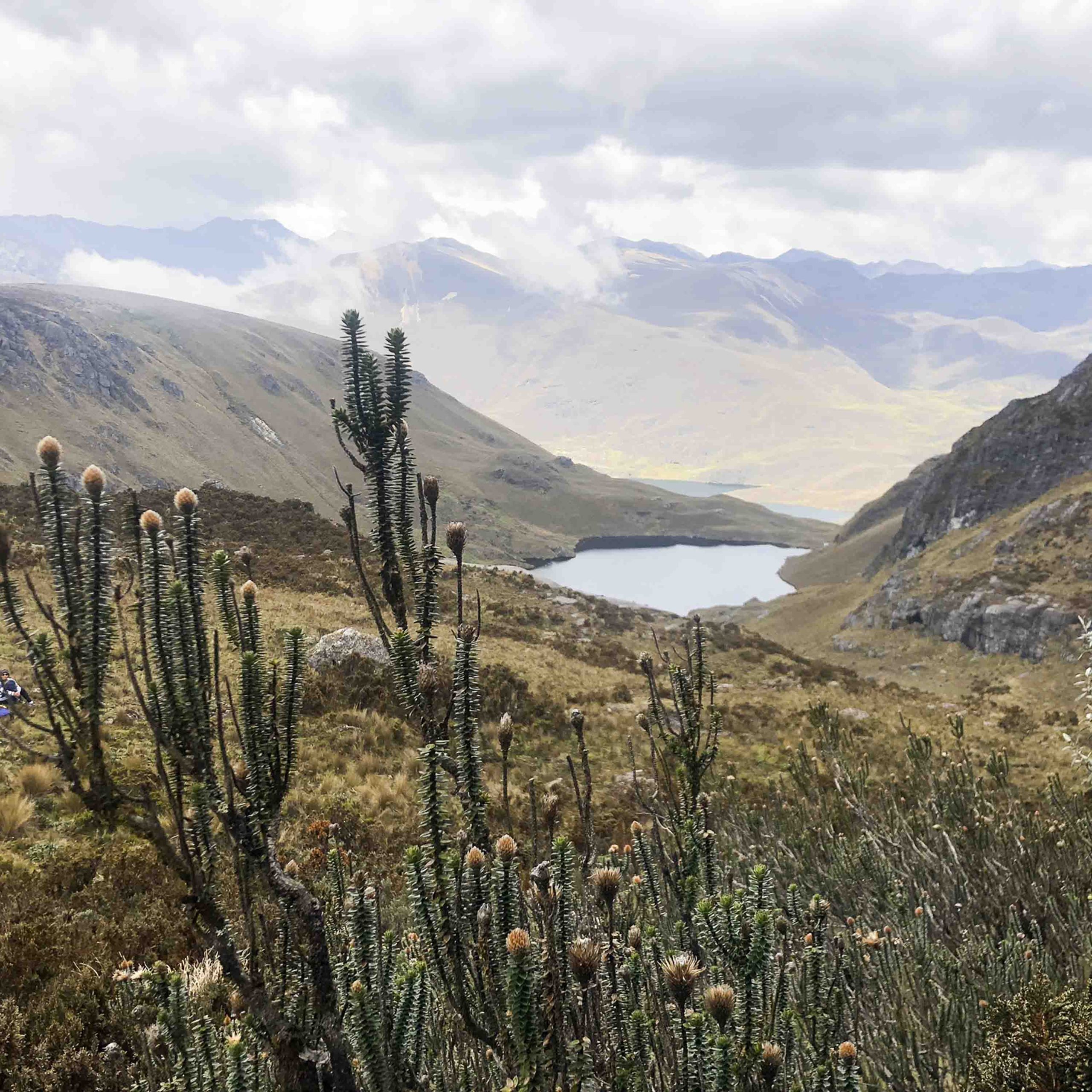 Lessons from Ecuador’s most resilient wildflower | Adventure.com