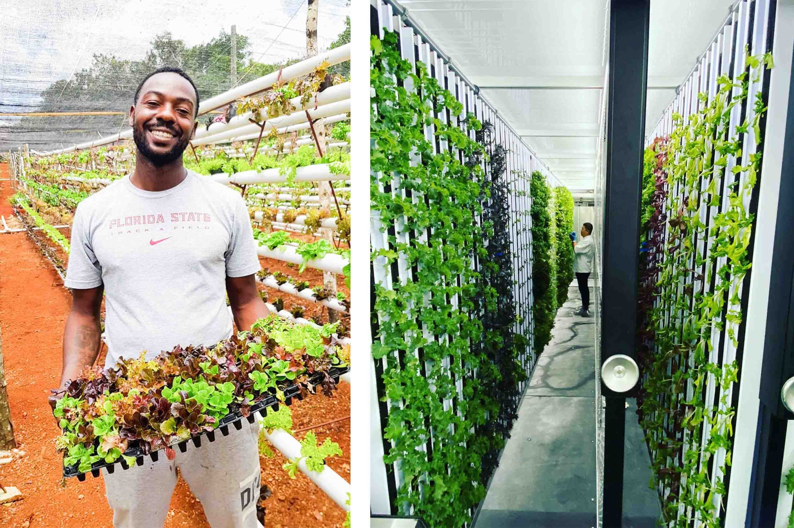 Could hydroponic gardening save the Caribbean's food? | Adventure.com