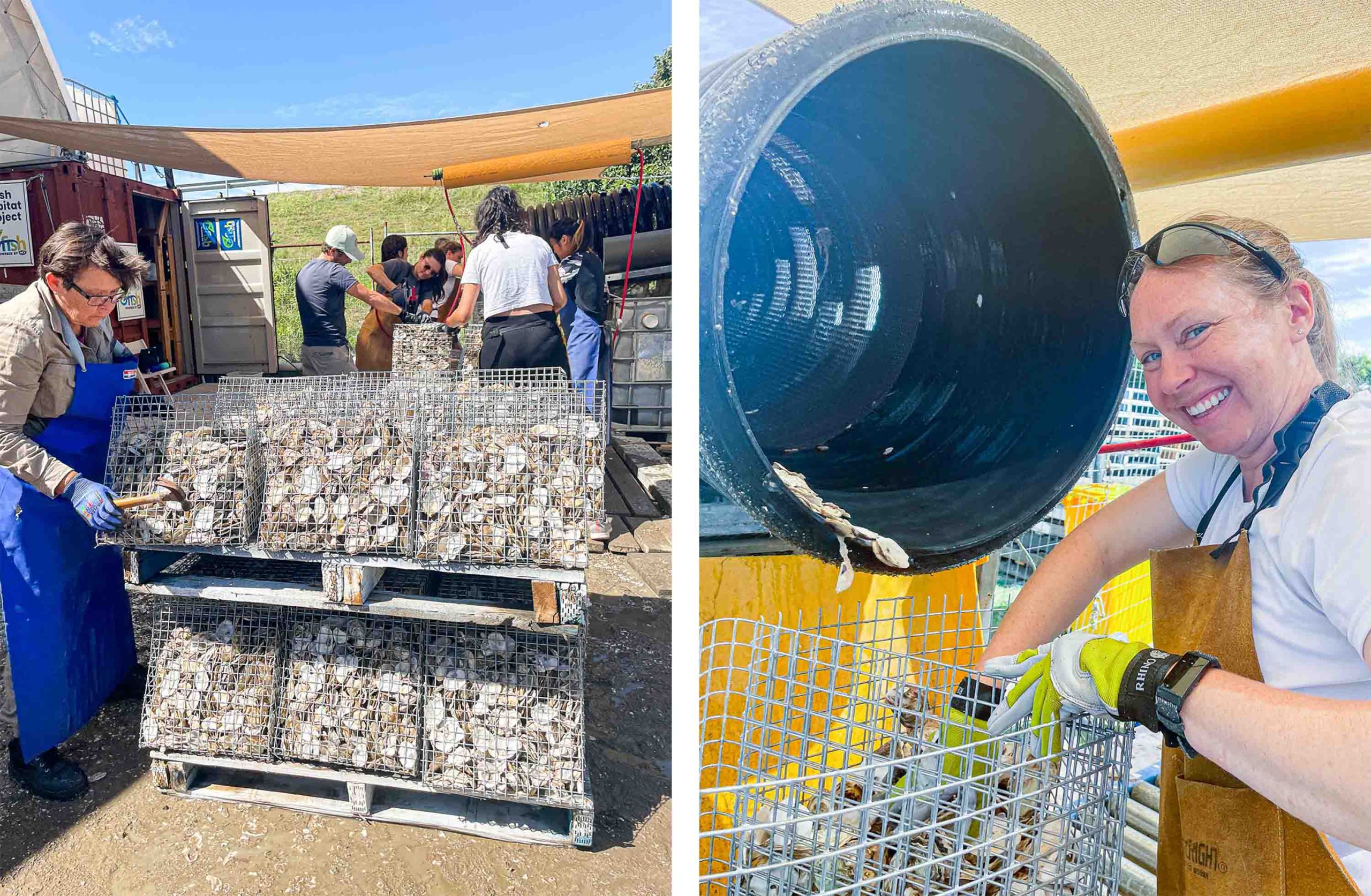 Oyster shells are rebuilding Brisbane's Moreton Bay reef | Adventure.com