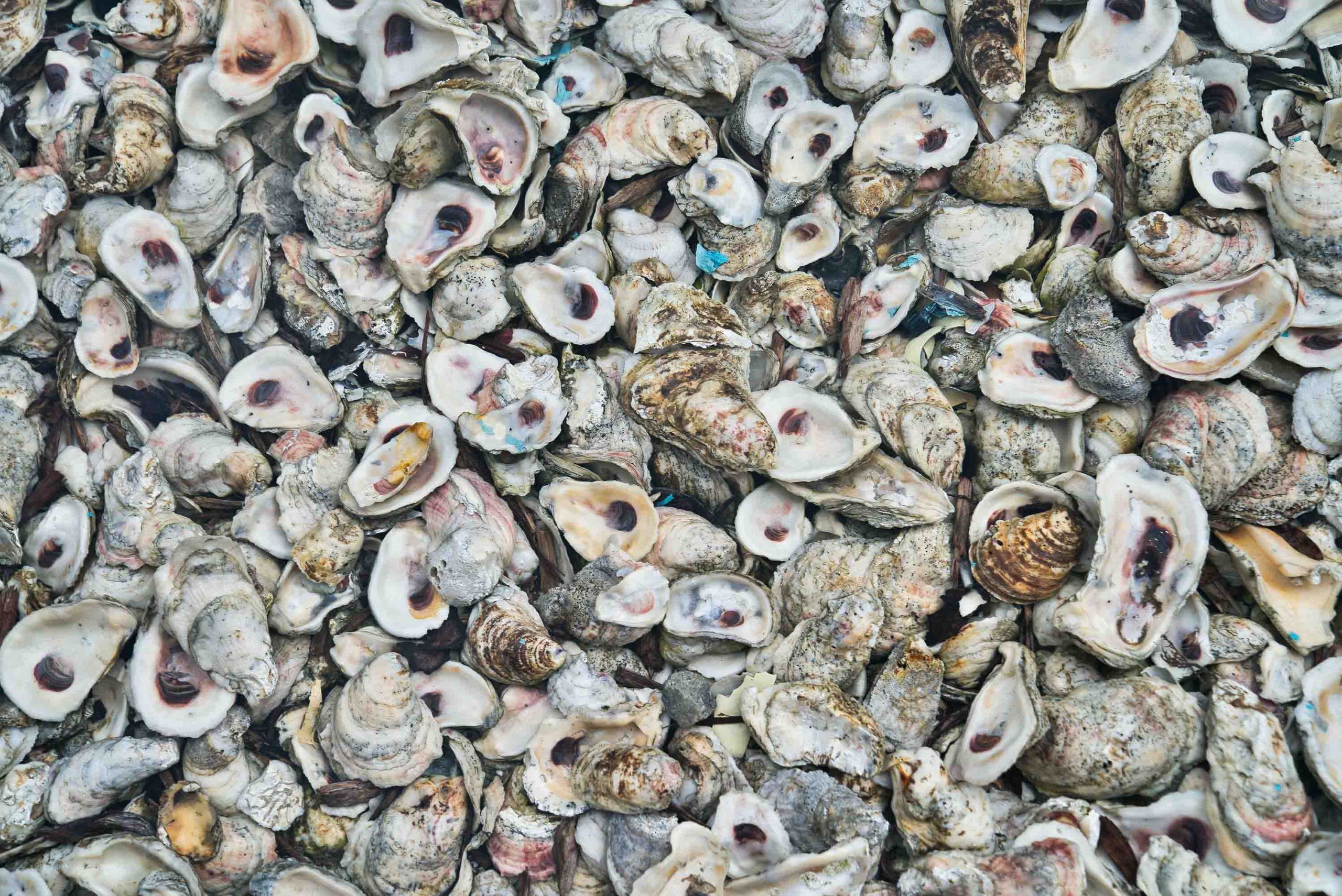 Oyster shells are rebuilding Brisbane's Moreton Bay reef | Adventure.com