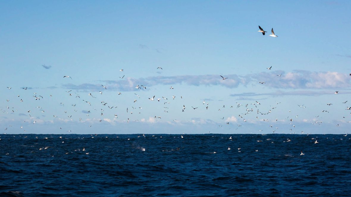 South Africa's Sardine Run attracts tourists but not locals | Adventure.com