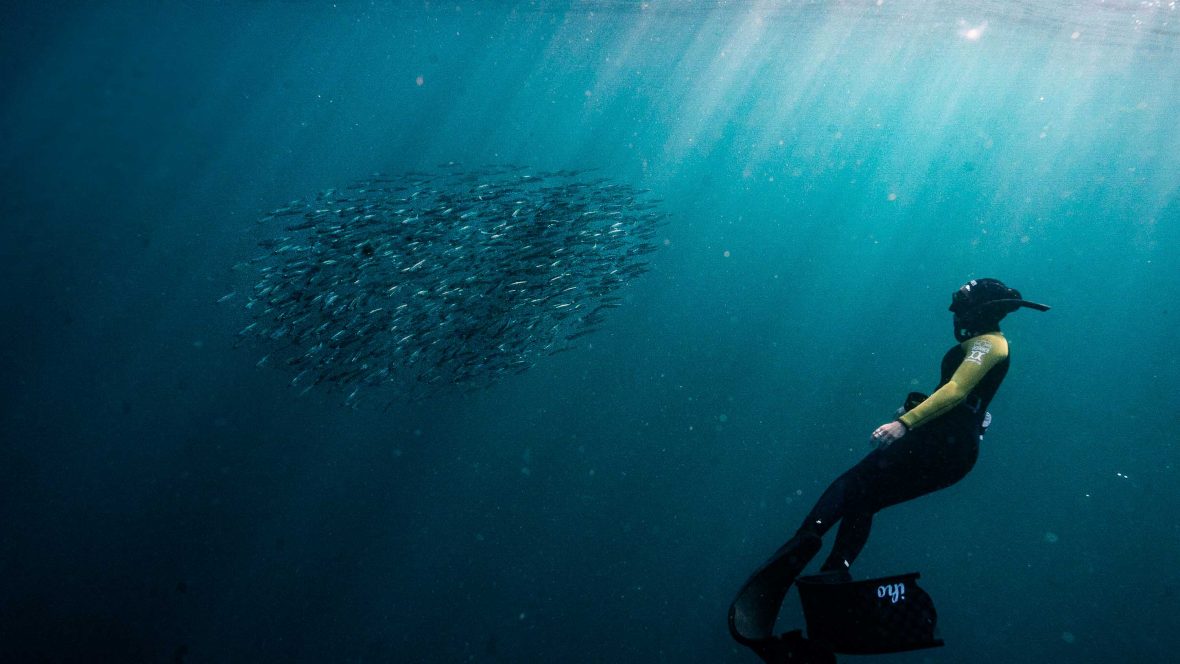 South Africa's Sardine Run attracts tourists but not locals | Adventure.com