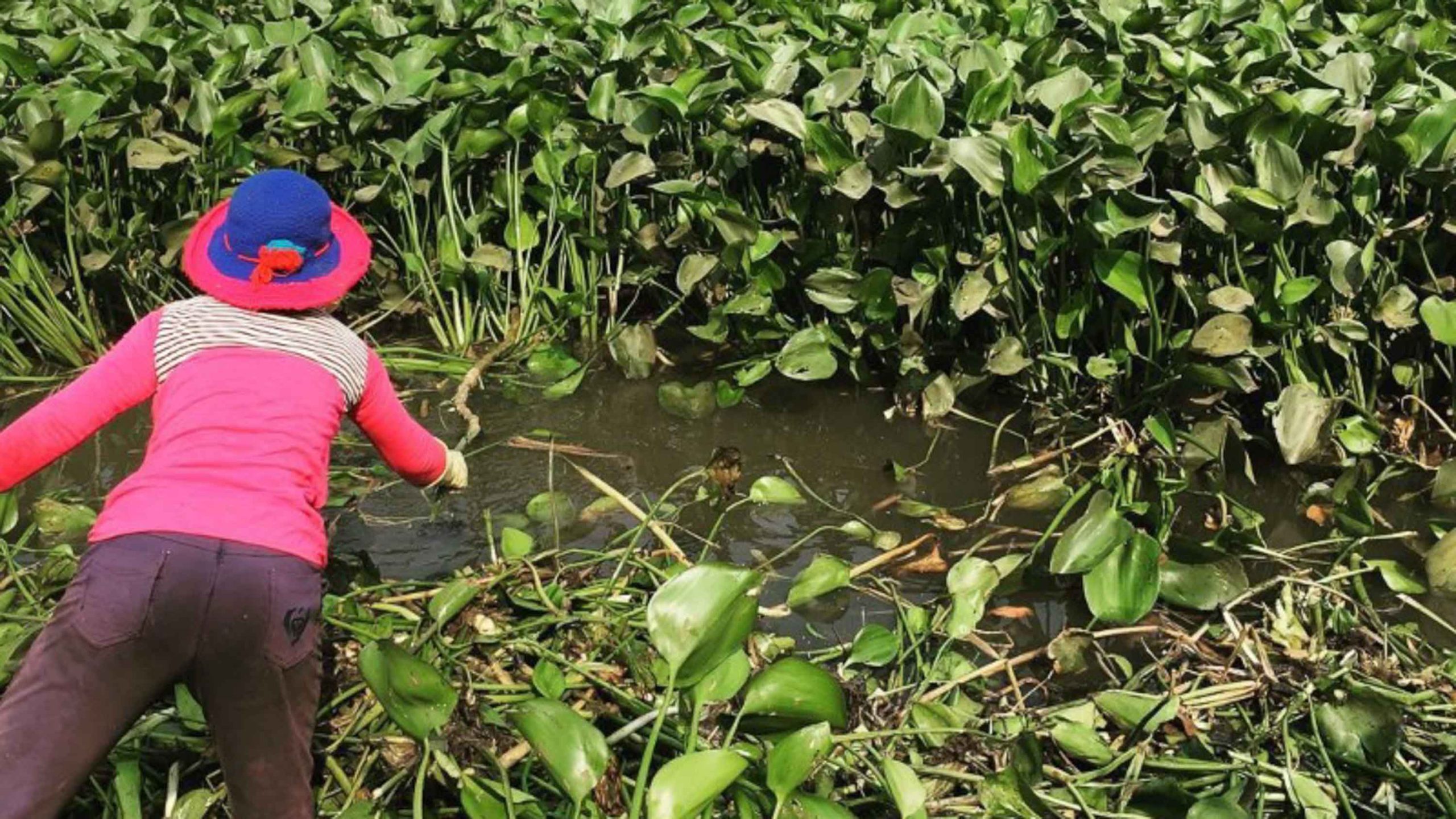 How Cambodia's hyacinth weavers are changing lives | Adventure.com