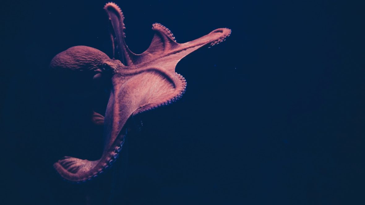 Octopuses built underwater cities off the coast of Australia ...