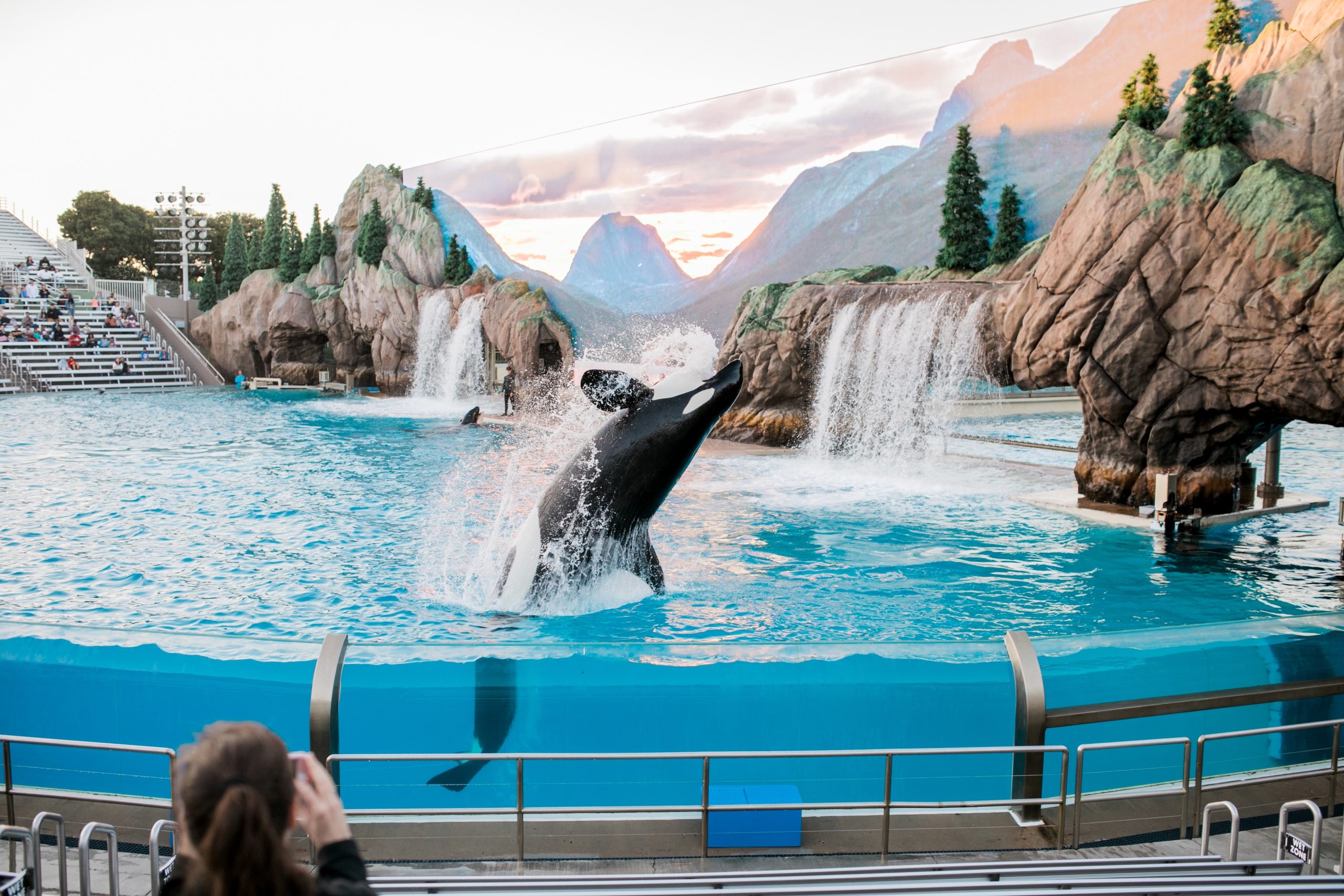 Why do we watch dolphin shows 10 years after Blackfish? | Adventure.com