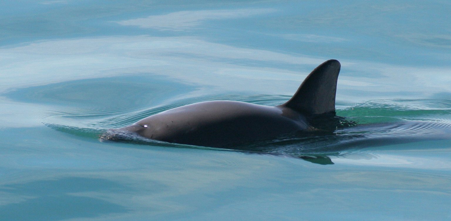 Vaquitas, Earth's smallest whale, are making a comeback | Adventure.com