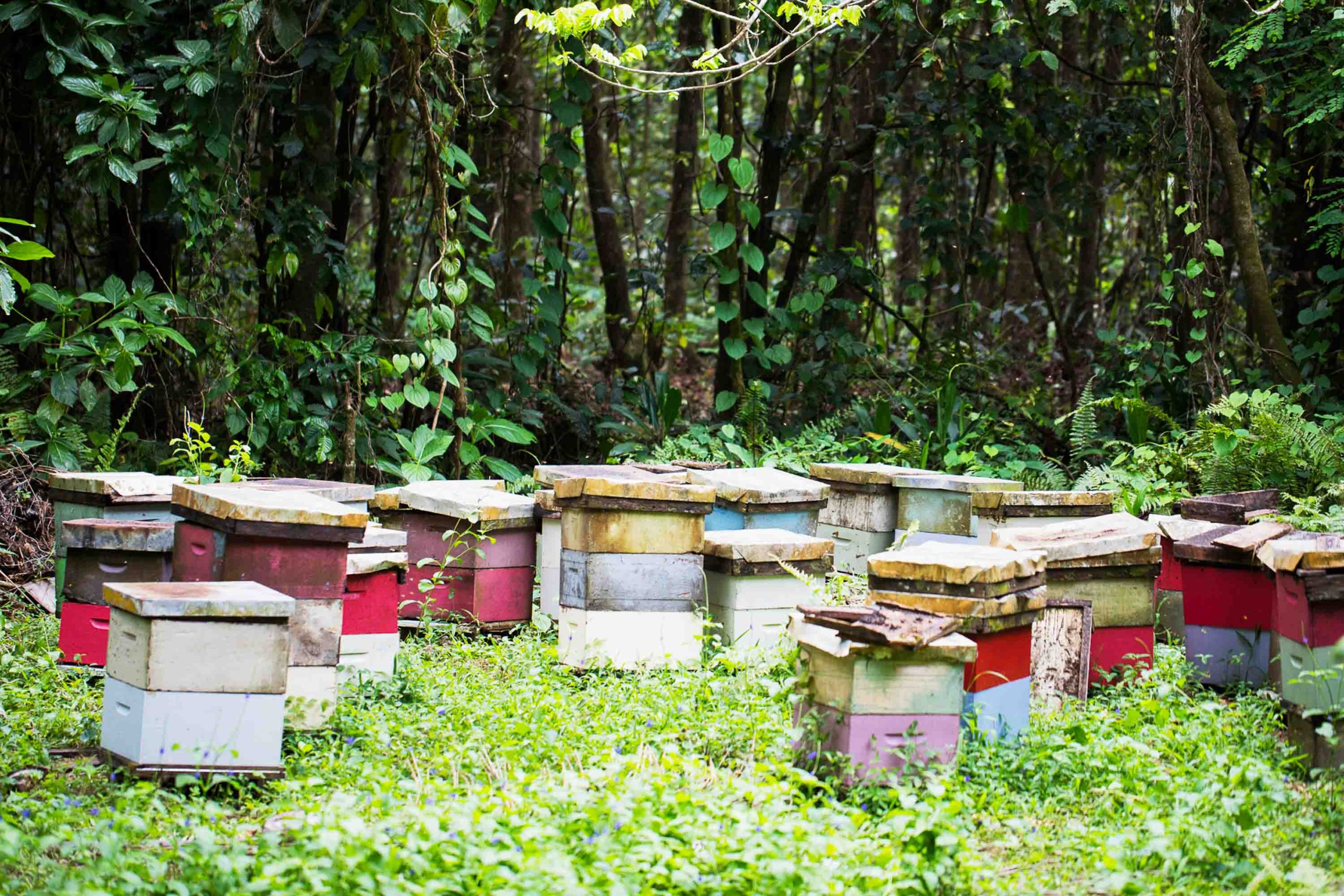 Niue Island: Dark skies, honey bees, and happy whales | Adventure.com