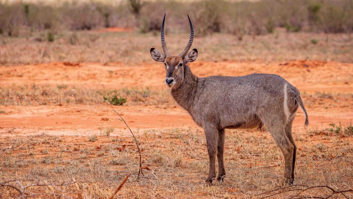 Honey bees are giving Kenyan farmers new hope | Adventure.com