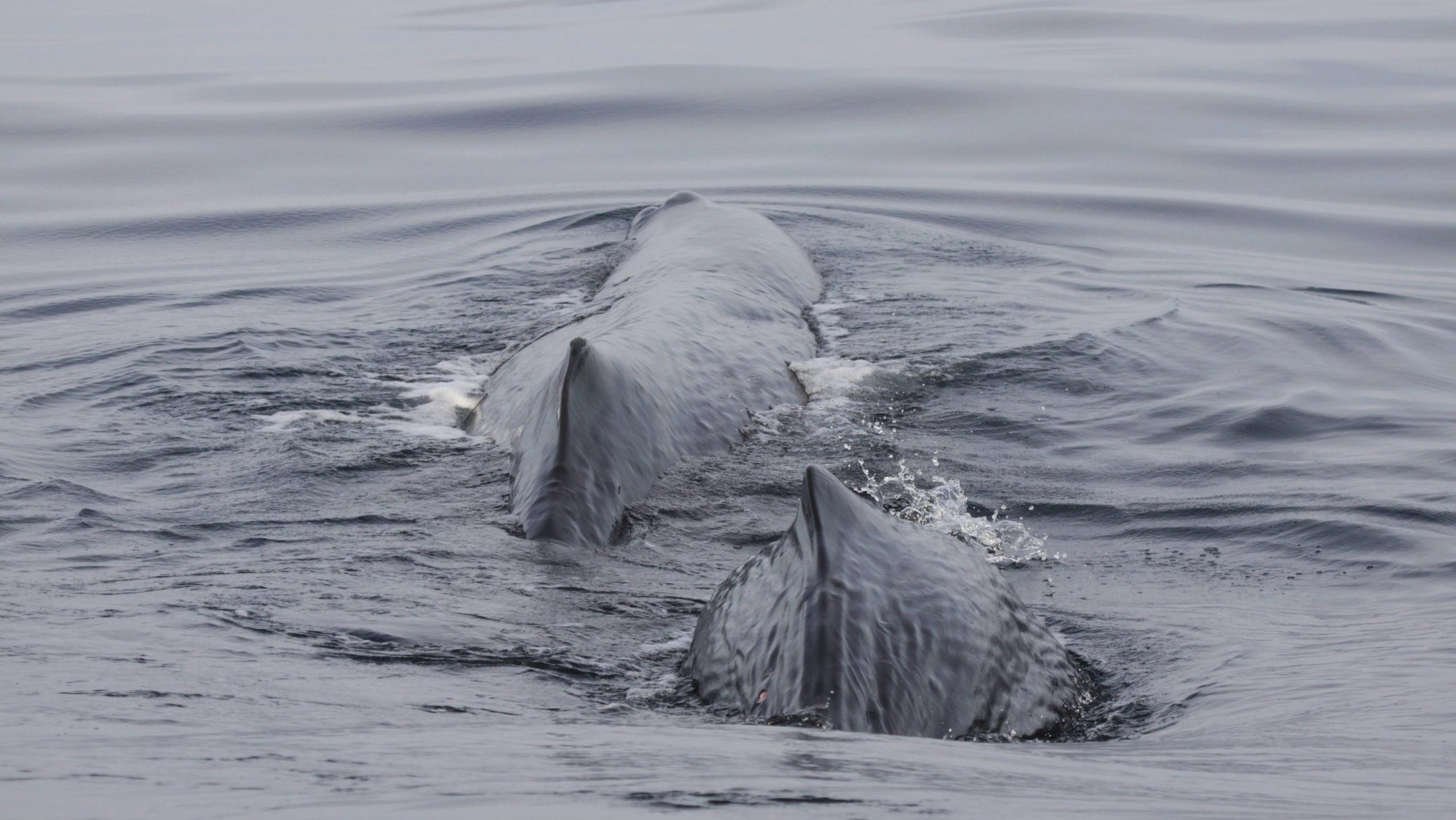 Whales have democratic societies | Adventure.com