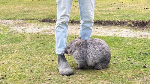 A day in the life of a wombat walker | Adventure.com