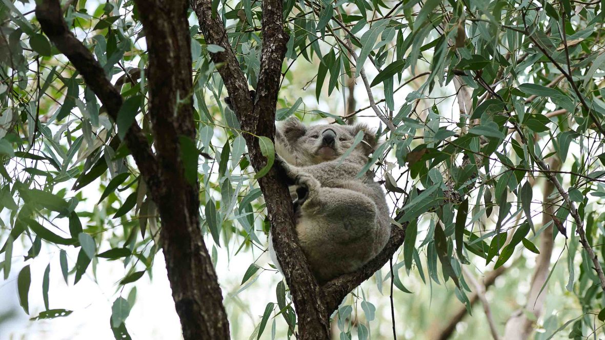 Koalas are at risk, what is Australia doing about it? | Adventure.com