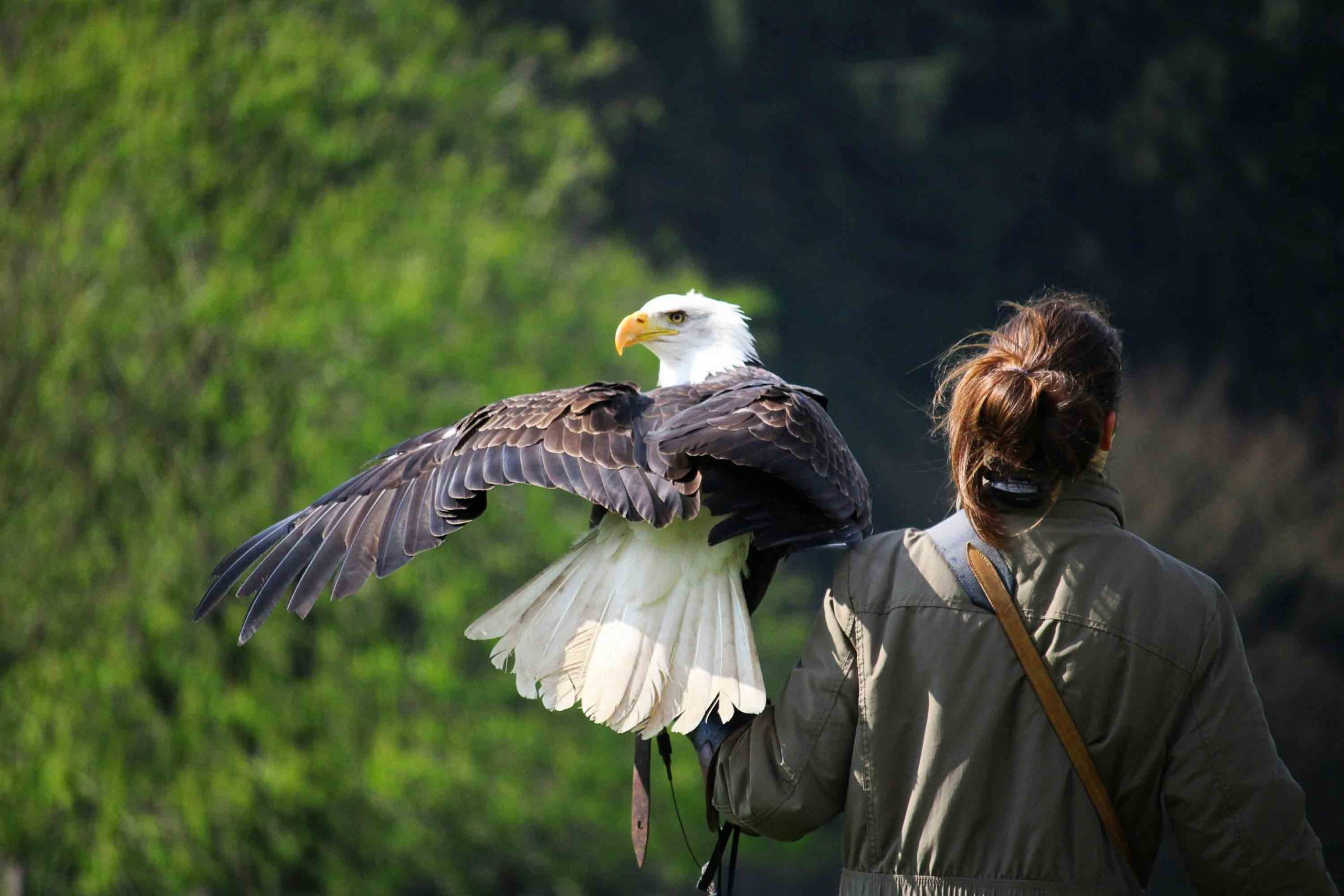 The birds of prey keeping you safe on your travels | Adventure.com