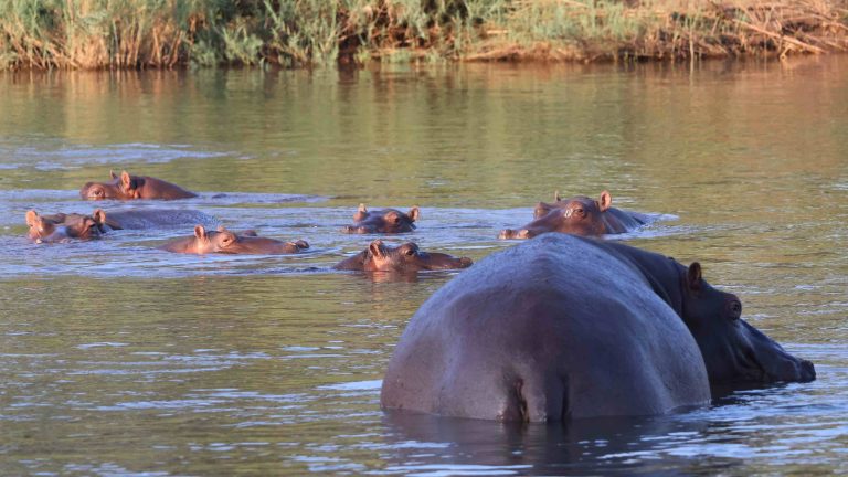 Can a superstar hippo save Africa’s rainforests? | Adventure.com